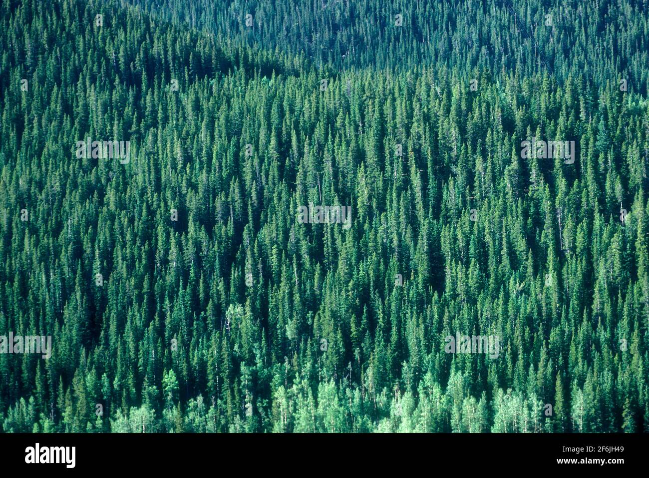 Conifer colorado hi-res stock photography and images - Alamy