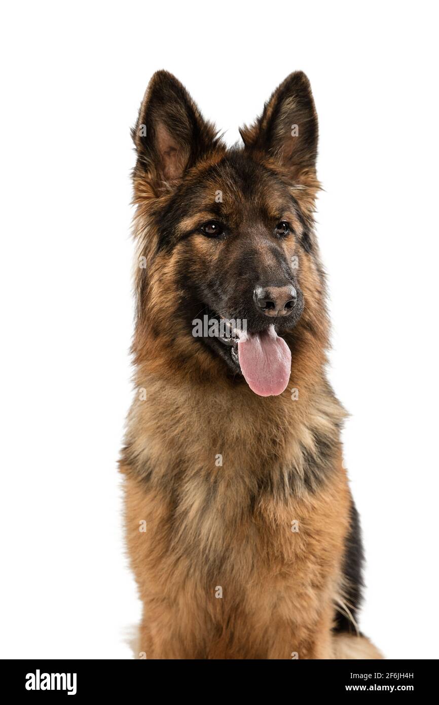 Cute Shepherd dog posing isolated over white background Stock Photo - Alamy