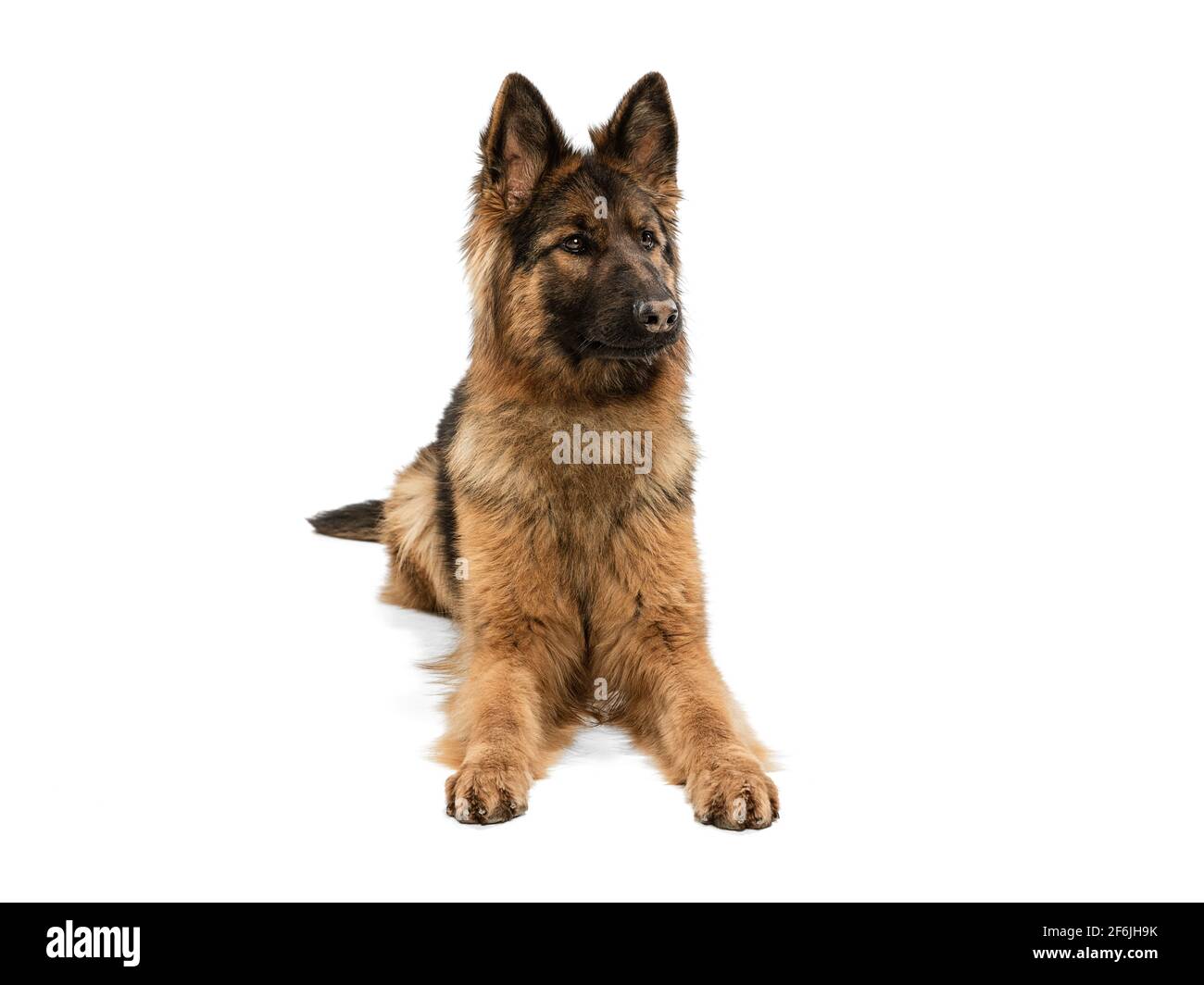 Cute Shepherd dog posing isolated over white background Stock Photo - Alamy