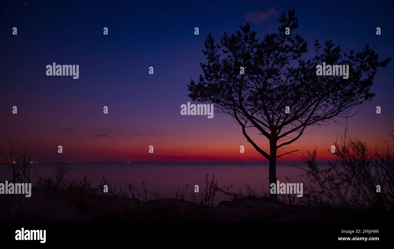 Amazing lone tree growing out of the sandy beach during sunset ...