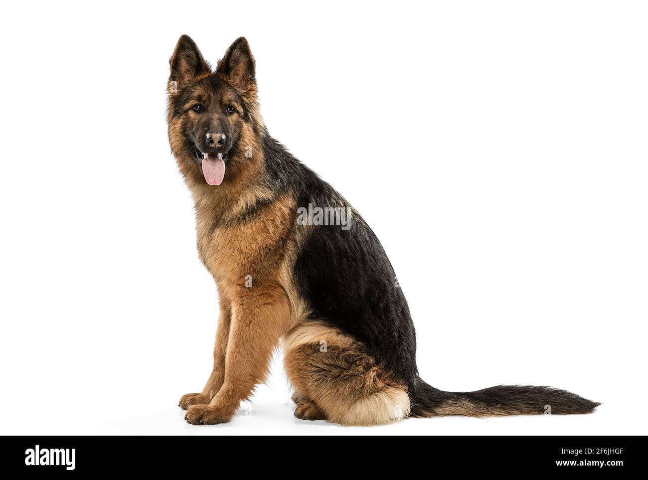 Cute Shepherd dog posing isolated over white background Stock Photo - Alamy