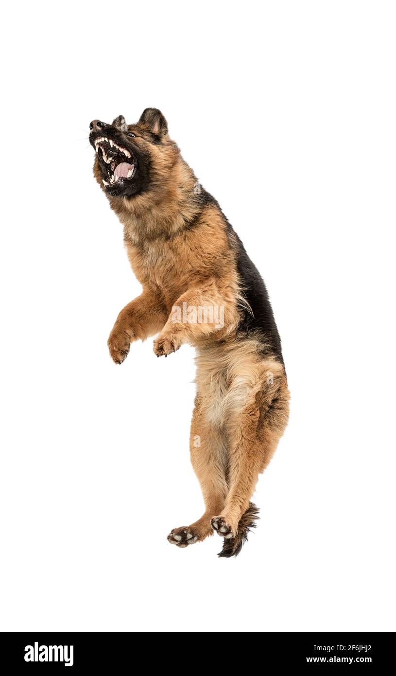 Cute Shepherd dog posing isolated over white background Stock Photo - Alamy