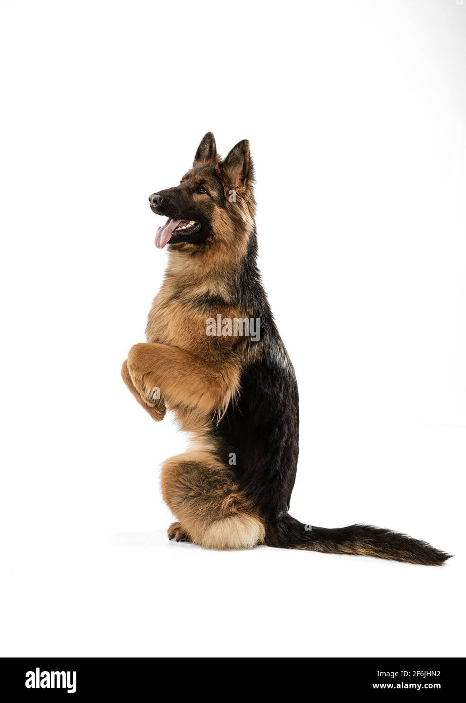 Cute Shepherd dog posing isolated over white background Stock Photo - Alamy