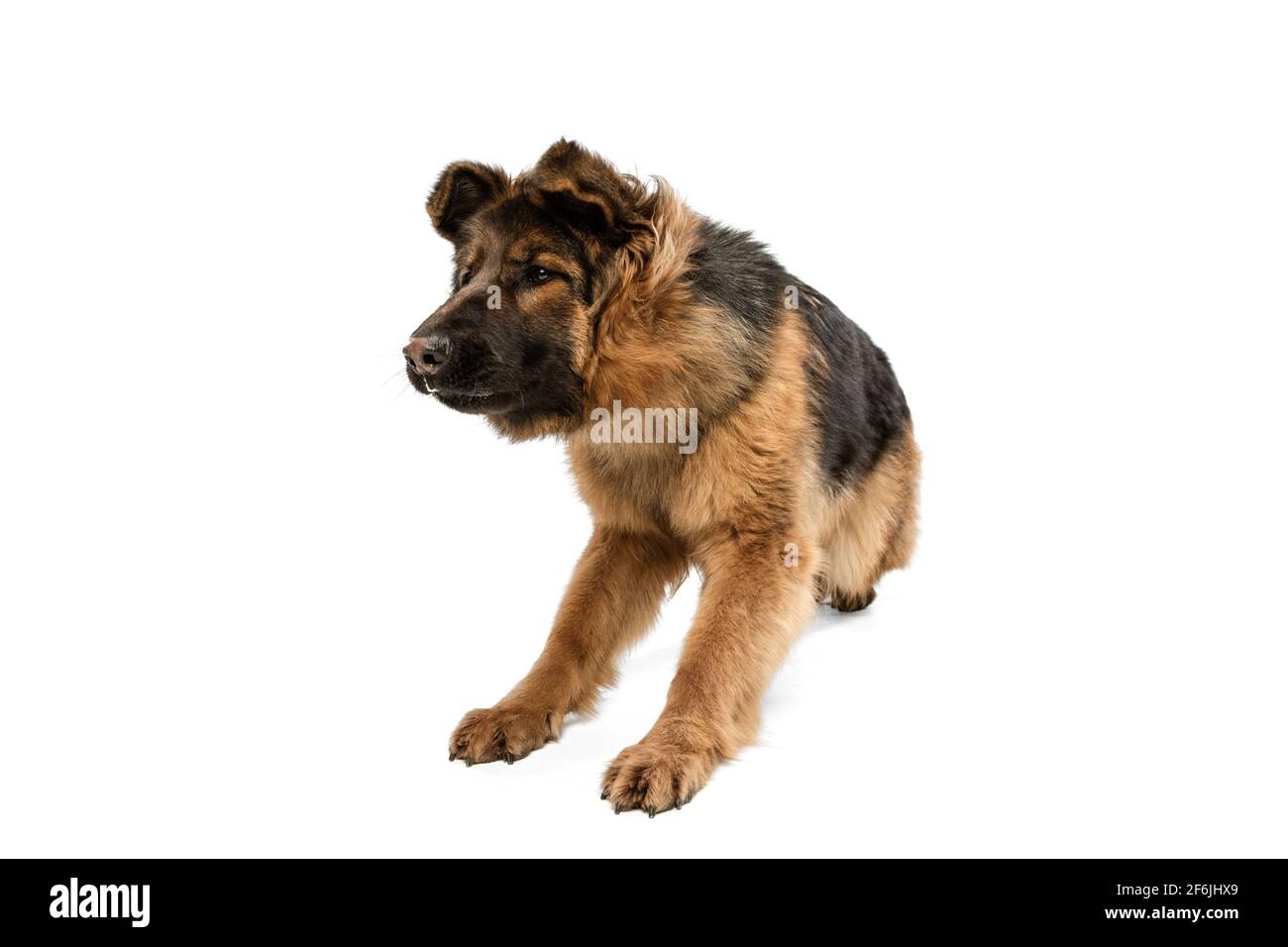 Cute Shepherd dog posing isolated over white background Stock Photo - Alamy