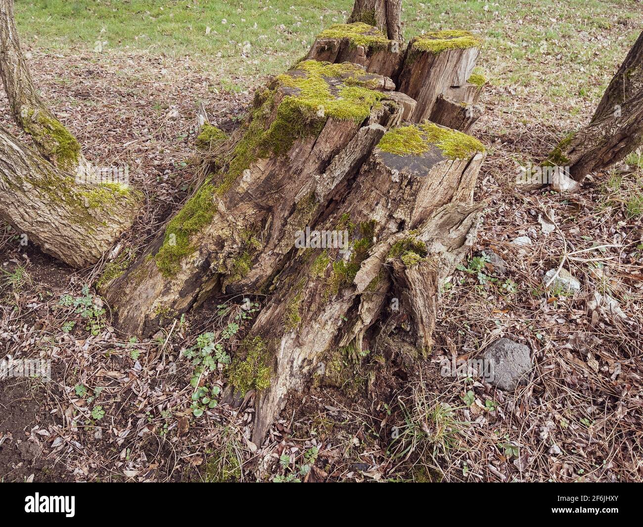 Rotten tree stump covered hi-res stock photography and images - Alamy