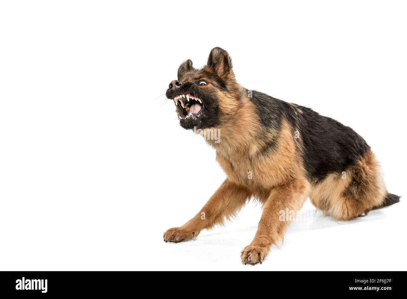 Cute Shepherd dog posing isolated over white background Stock Photo - Alamy