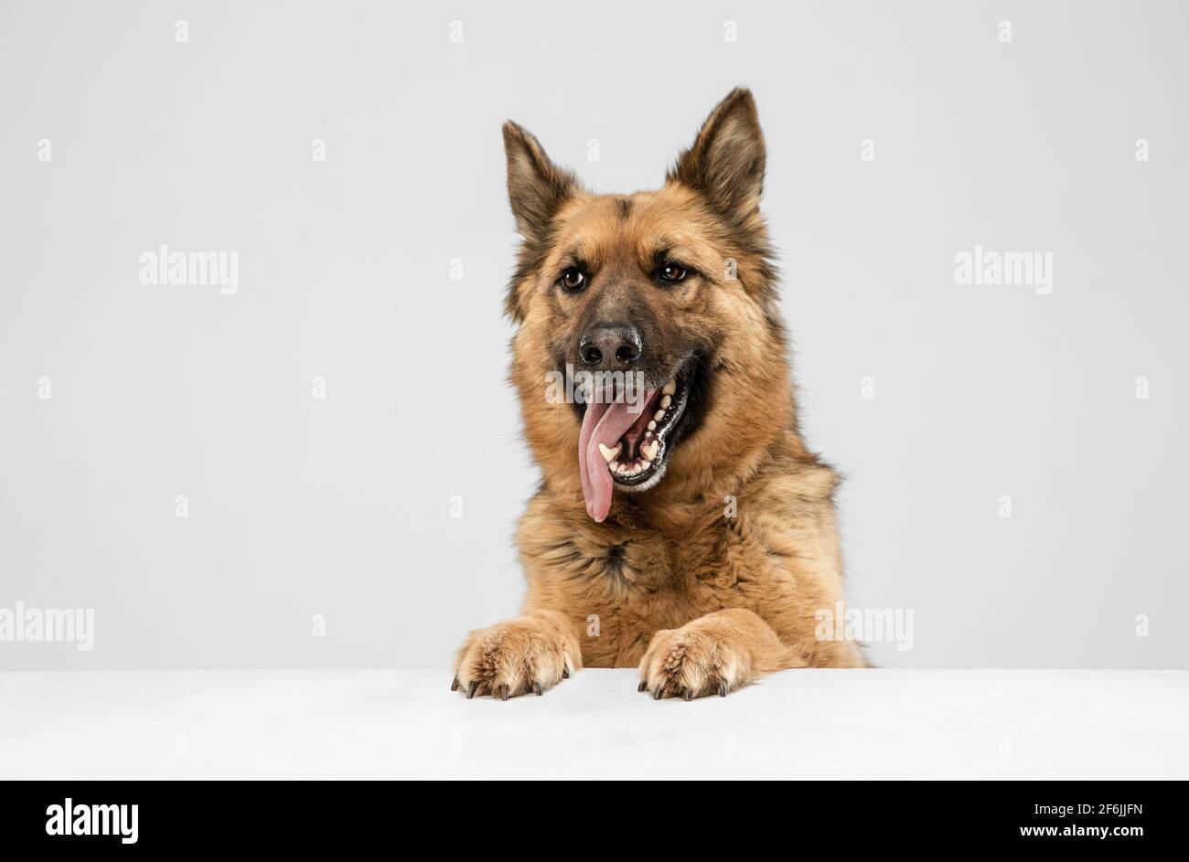 Cute Shepherd dog posing isolated over white background Stock Photo - Alamy