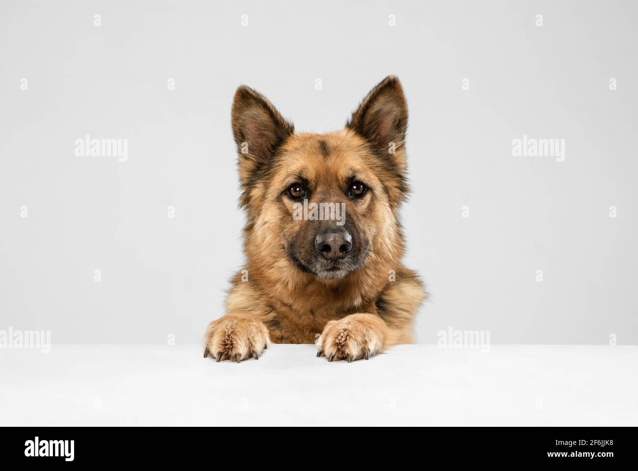 Cute Shepherd dog posing isolated over white background Stock Photo - Alamy