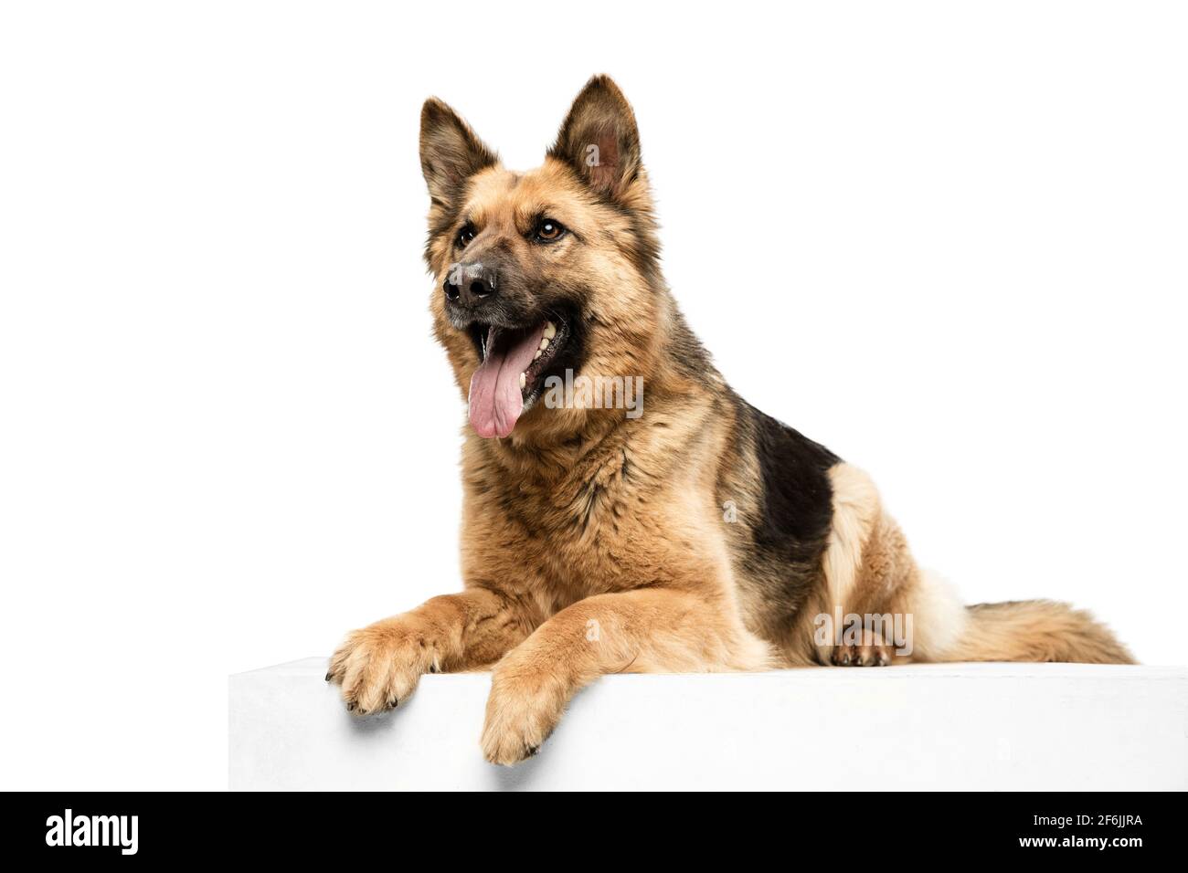 Cute Shepherd dog posing isolated over white background Stock Photo - Alamy