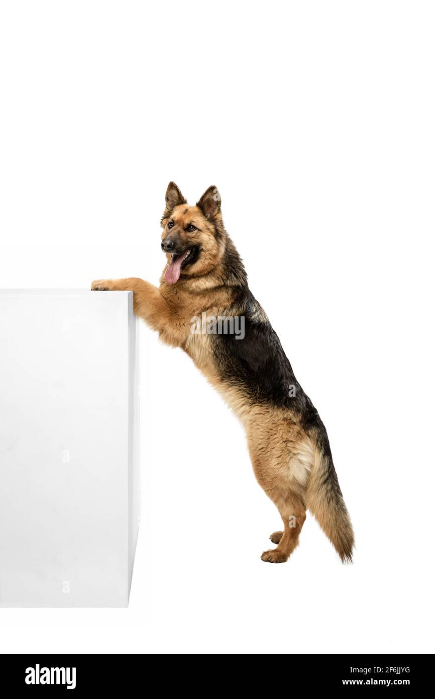 Cute Shepherd dog posing isolated over white background Stock Photo - Alamy