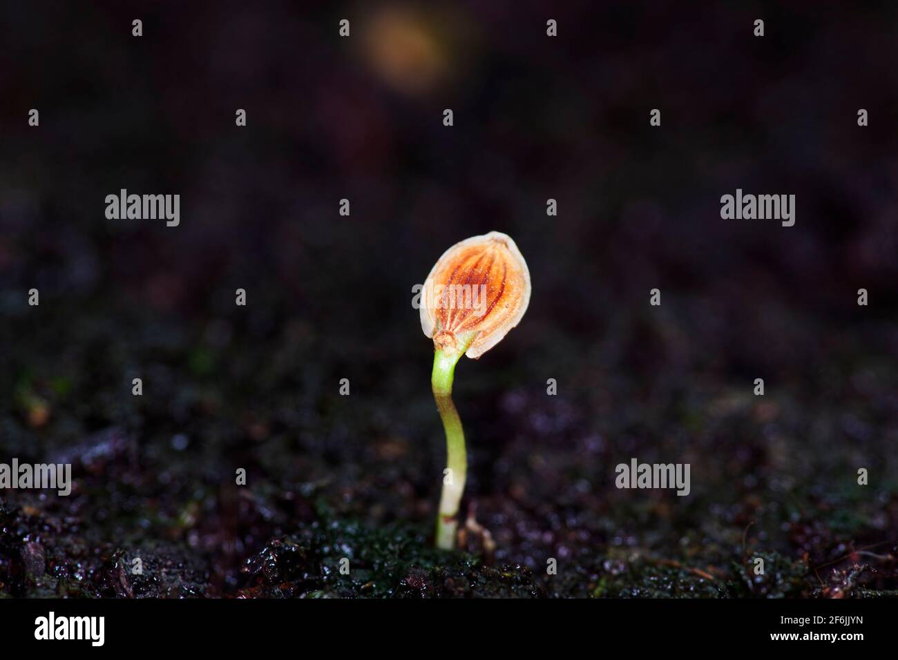 Parsnip Gladiator F1 seedling with First True Leaves Stock Photo - Alamy