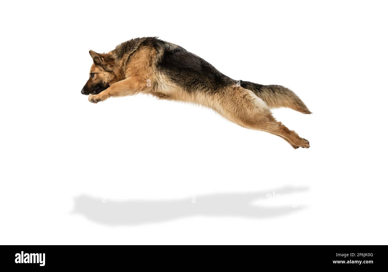 Cute Shepherd dog posing isolated over white background Stock Photo - Alamy