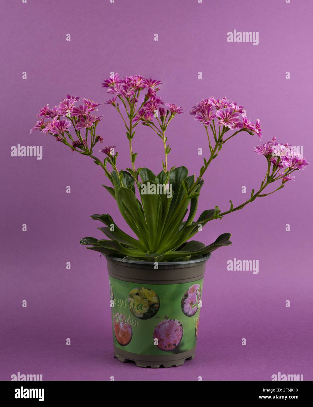 Lewisia cotyledon with purple background Stock Photo - Alamy