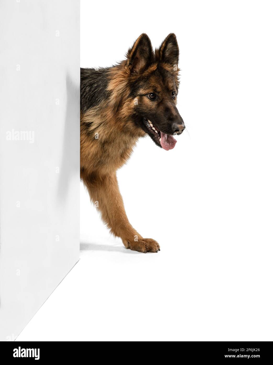 Cute Shepherd dog posing isolated over white background Stock Photo - Alamy