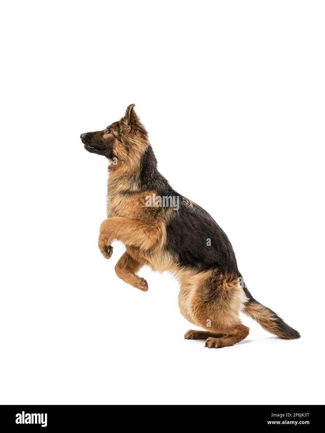Cute Shepherd dog posing isolated over white background Stock Photo - Alamy