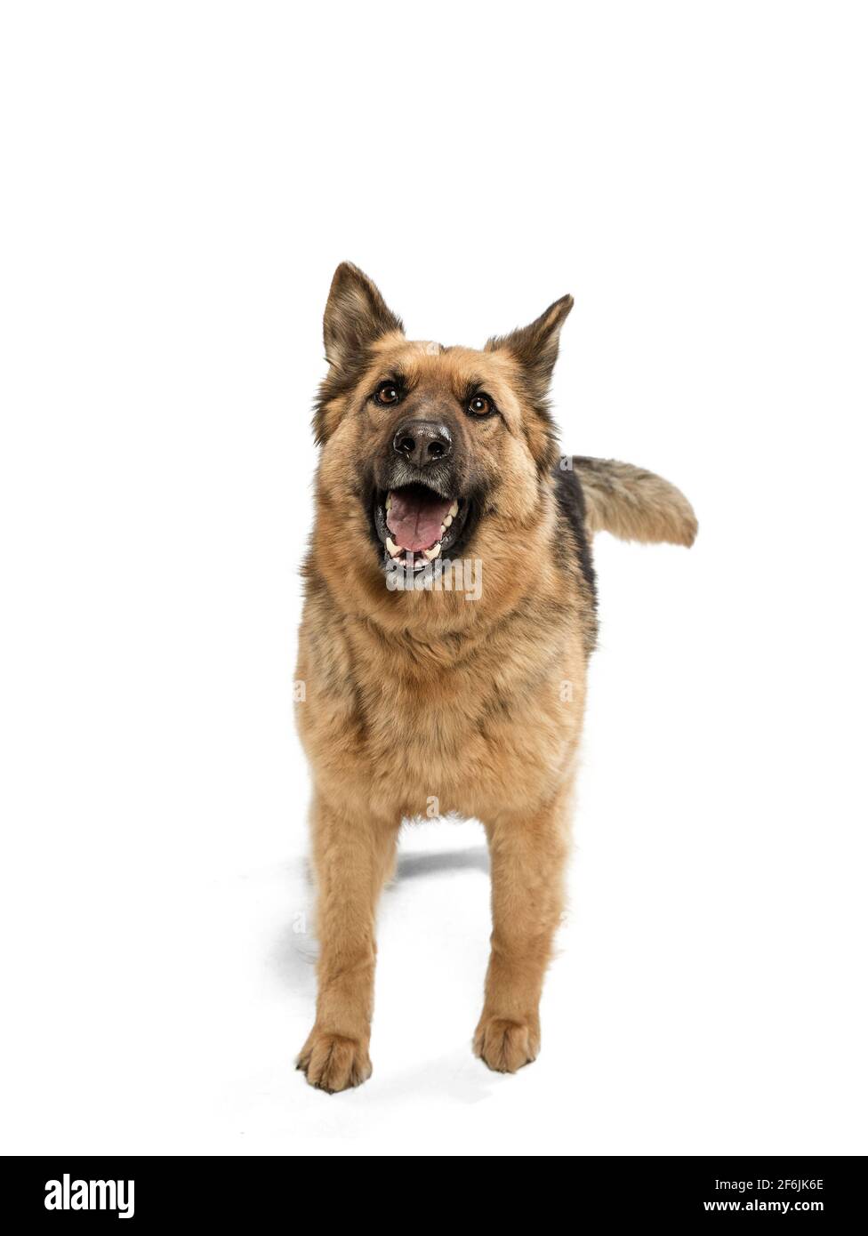 Cute Shepherd dog posing isolated over white background Stock Photo - Alamy