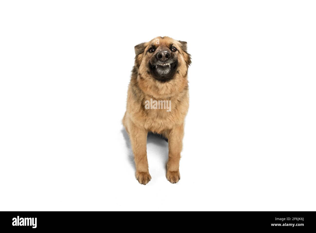 Cute Shepherd dog posing isolated over white background Stock Photo - Alamy