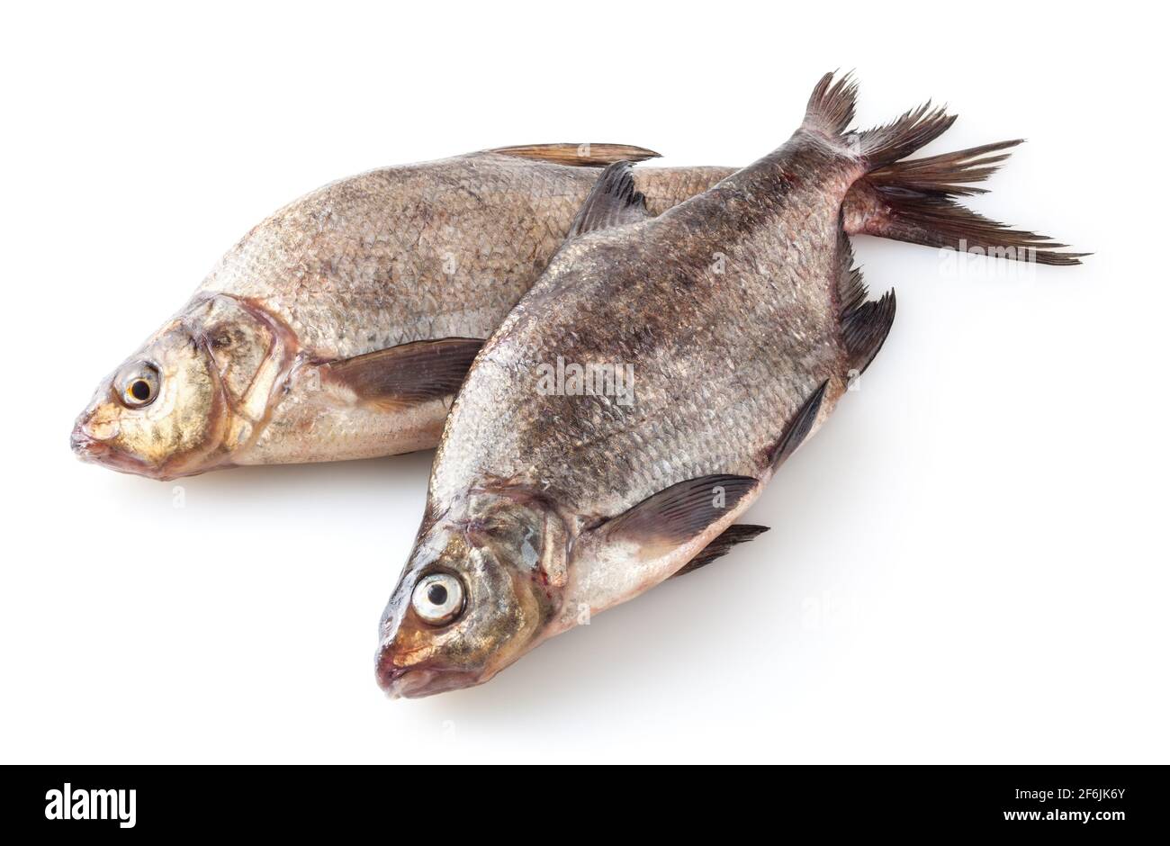 Common river breams isolated on white background. Freshwater fish Stock ...