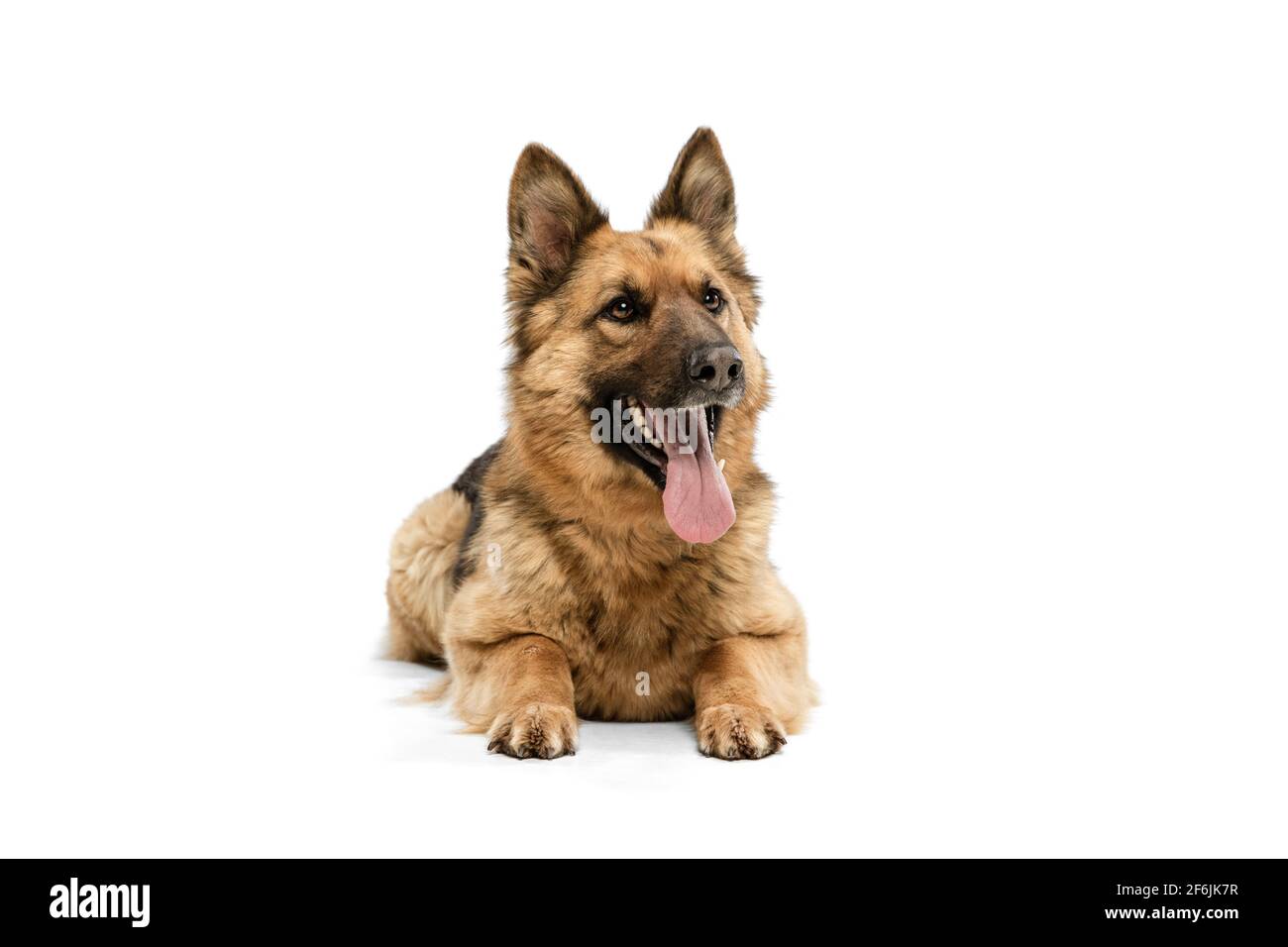 Cute Shepherd dog posing isolated over white background Stock Photo - Alamy