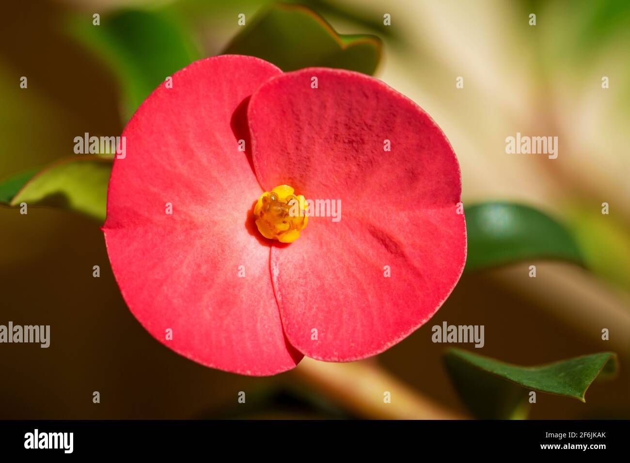 macro photography of pot growing pink flower Stock Photo - Alamy