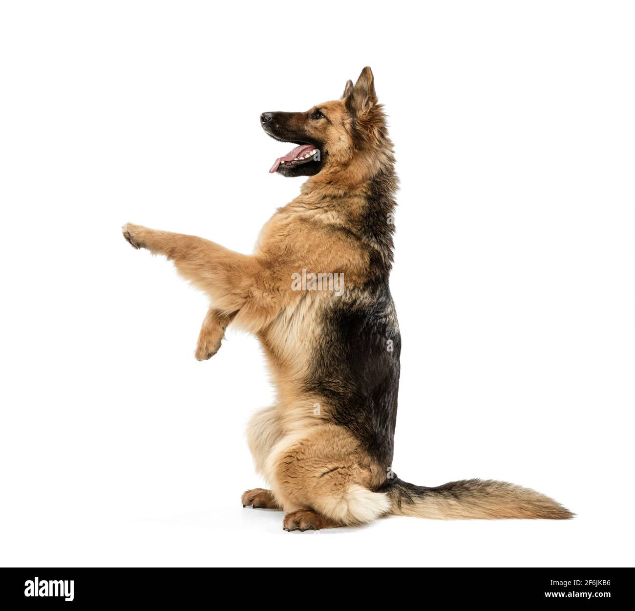 Cute Shepherd dog posing isolated over white background Stock Photo - Alamy