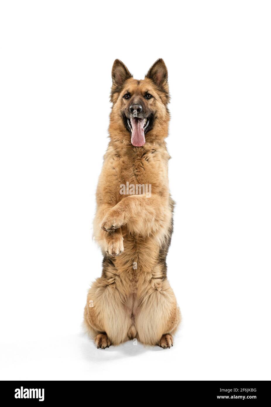 Cute Shepherd dog posing isolated over white background Stock Photo - Alamy