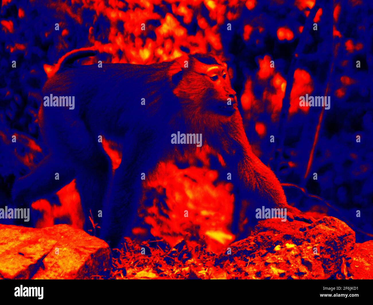 Monkey in scientific high-tech thermal imager on night background Stock ...