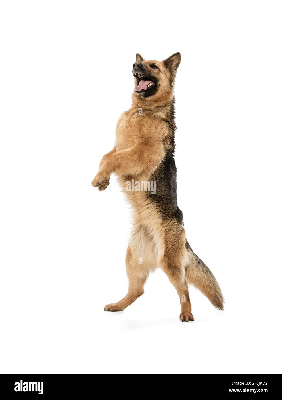 Cute Shepherd dog posing isolated over white background Stock Photo - Alamy