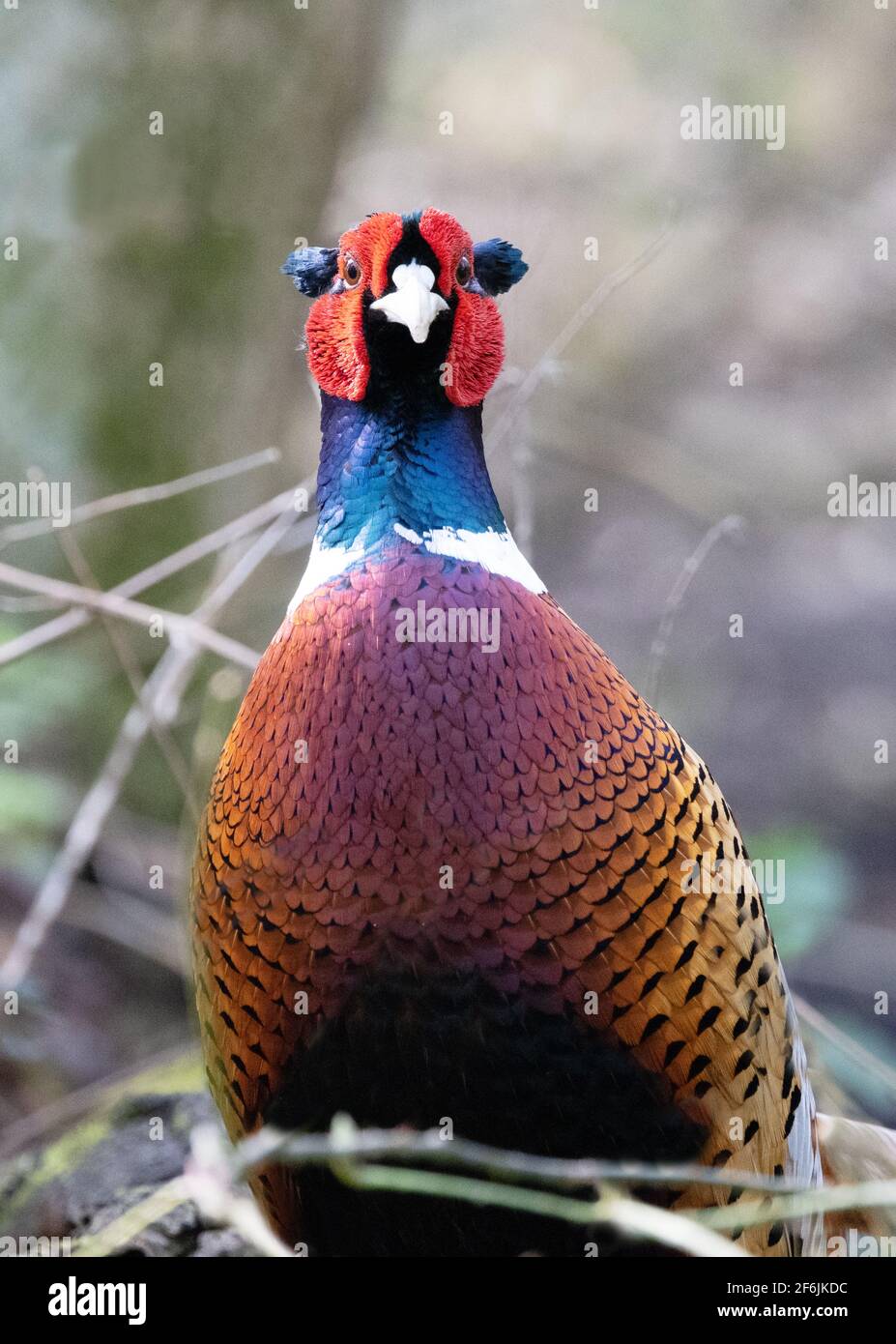 Pheasant UK; and adult male pheasant, facing front view, Lackford Lakes ...