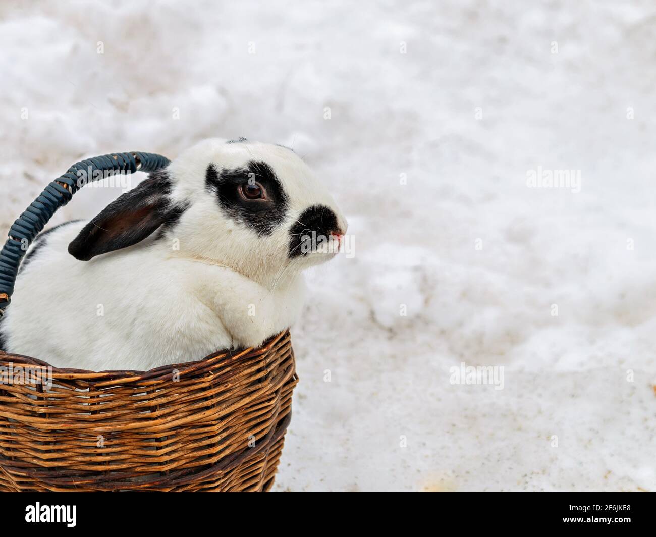 Mottled Hair High Resolution Stock Photography and Images - Alamy