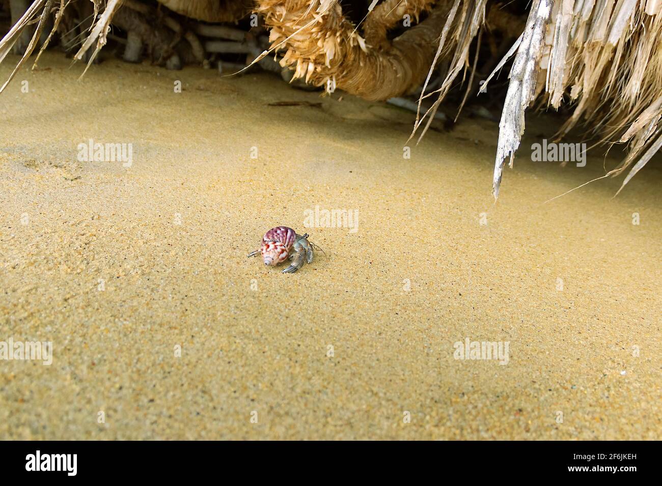 Hermit or diogenes crab in a beautiful gastropod shell as dwelling with ...