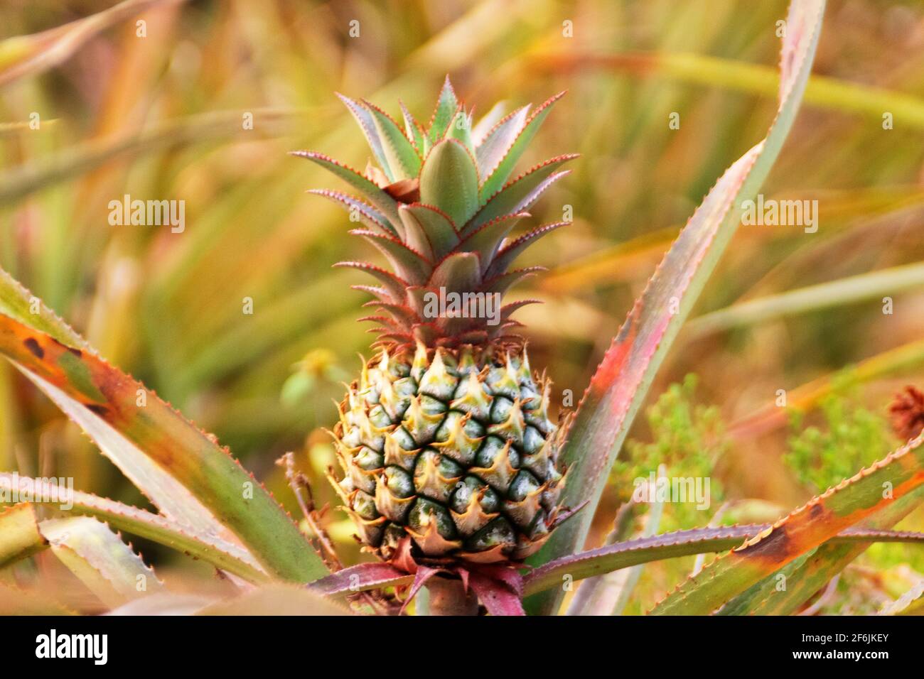Farm orchard with ripe pineapple fruits. Production of fruits in South ...