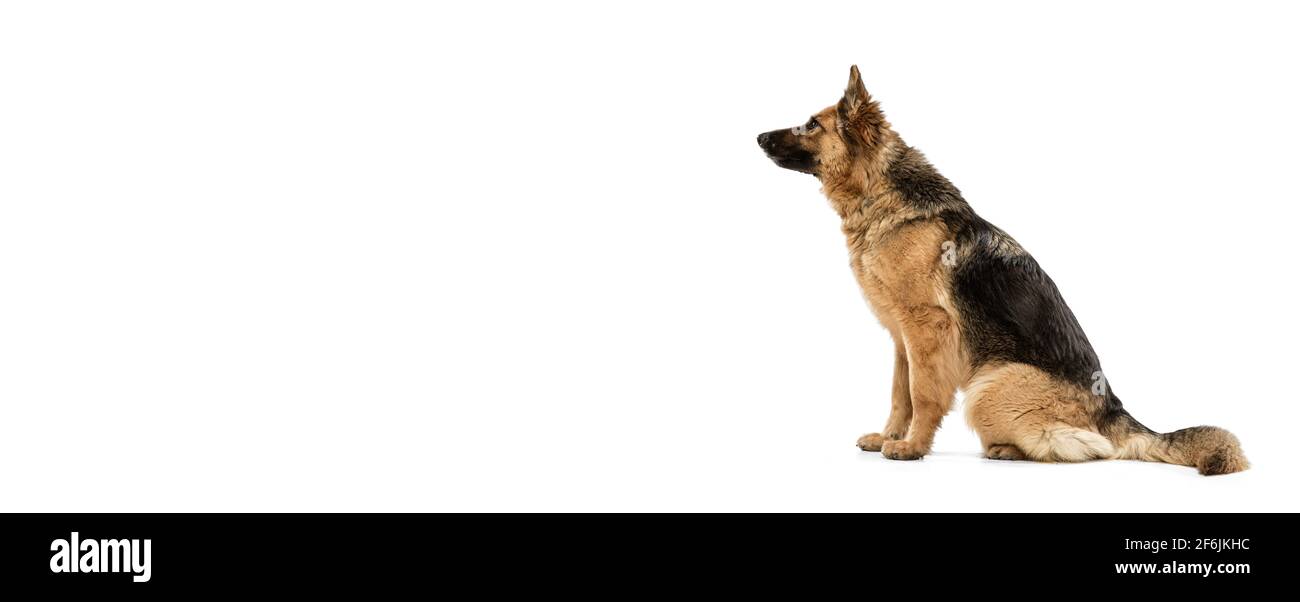Cute Shepherd dog posing isolated over white background Stock Photo - Alamy