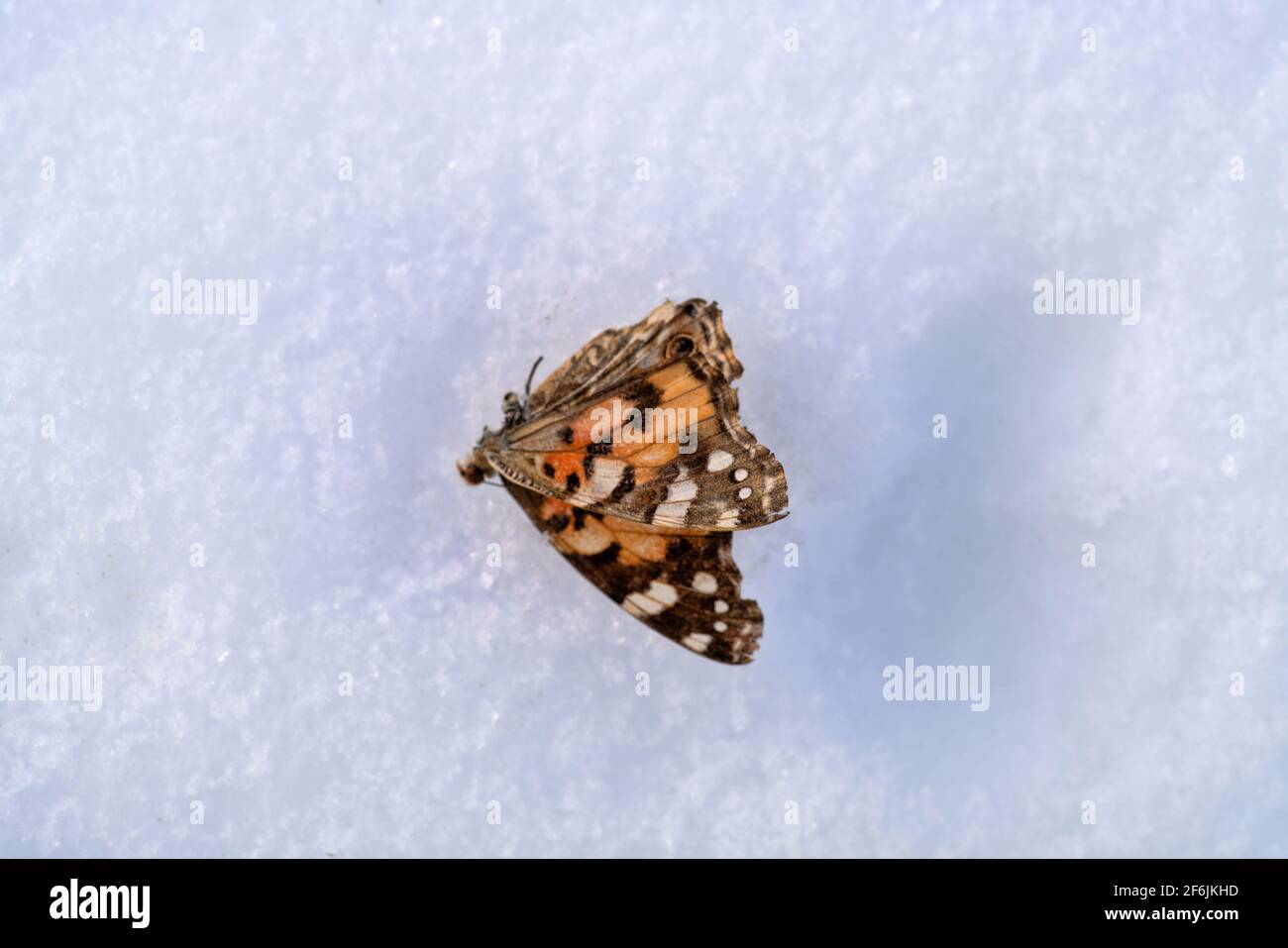 Death of insects. Winter is not compatible with life of environment ...