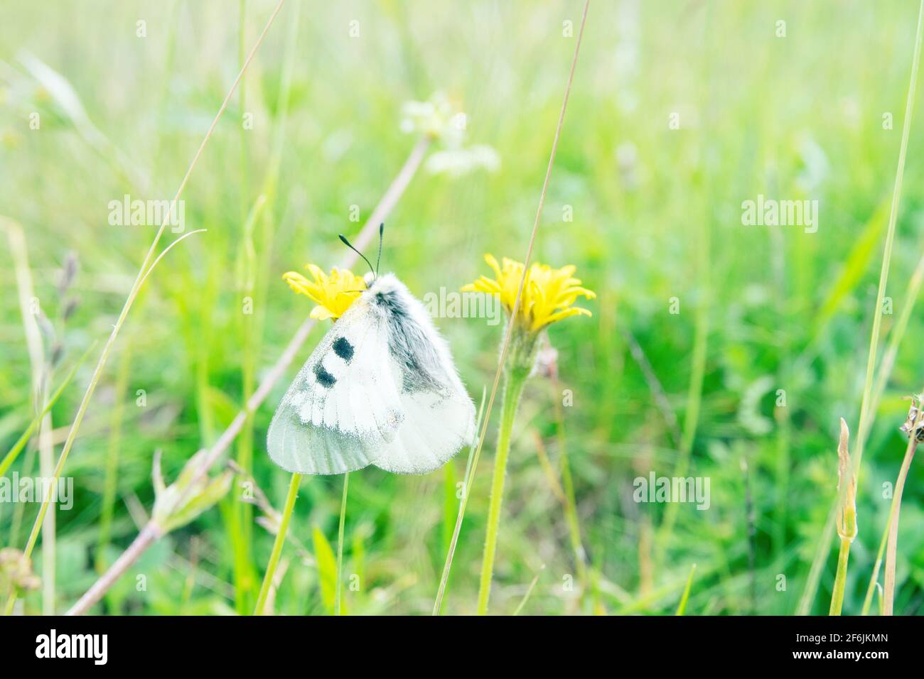 Clouded apollo (Parnassius mnemosyne). The butterfly (god of light ...