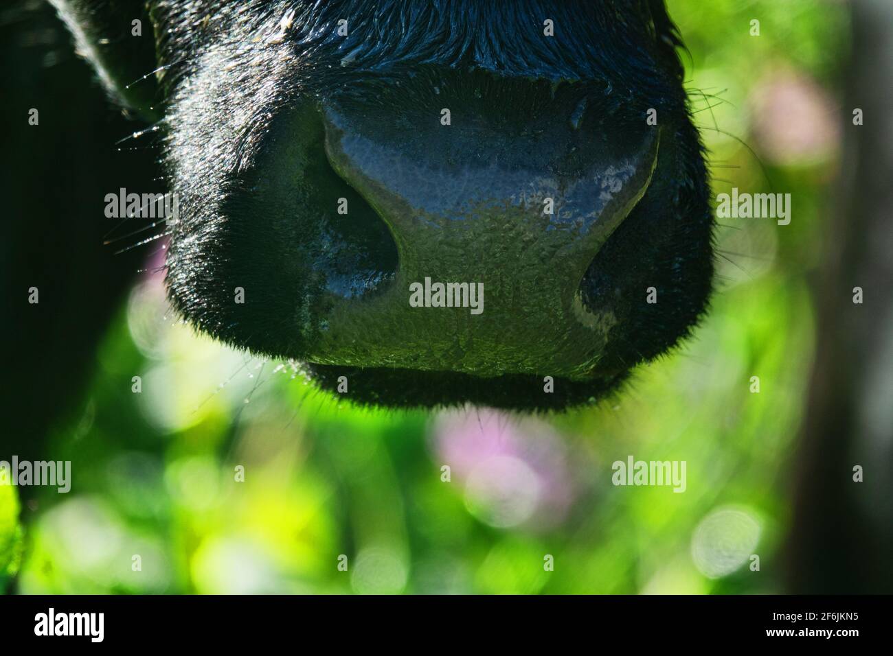 Cow calf mouth open hi-res stock photography and images - Alamy
