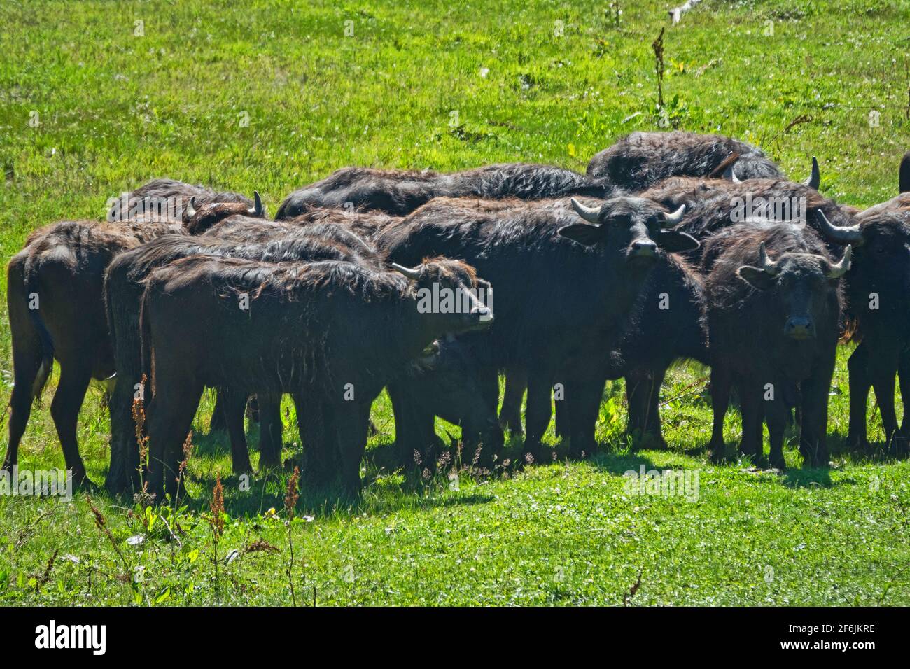Albino bison hi-res stock photography and images - Alamy