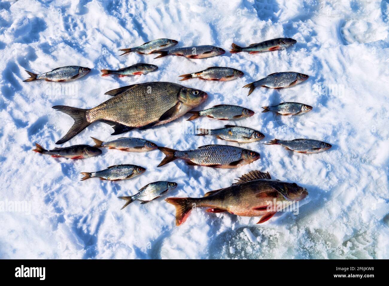 Successful ice fishing. On the snow are laid out the species of fish ...