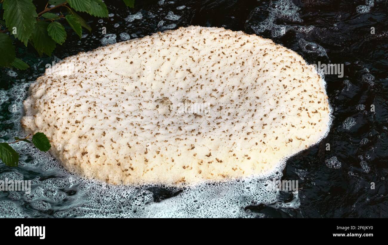 A small whirlpool on a forest stream knocks the organic foam into a ...