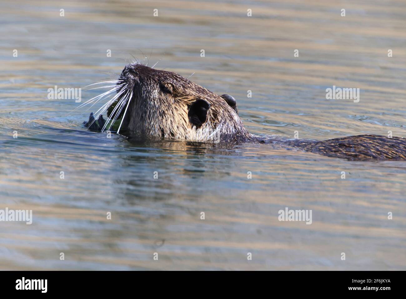 Nutria (myocastor coypus) in a Park, Heilbronn, Germany Stock Photo - Alamy