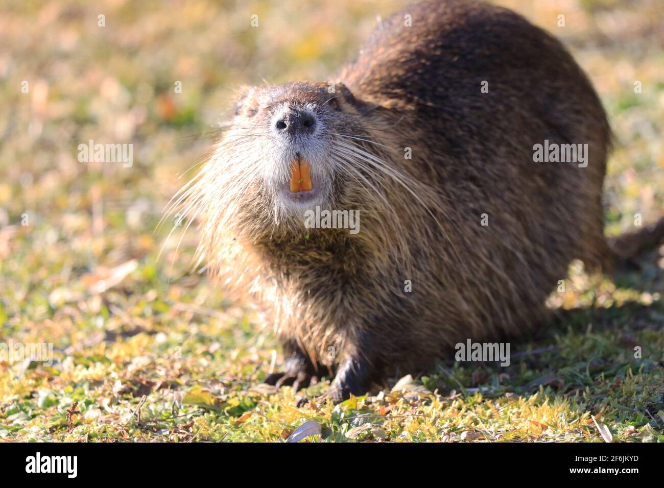 Nutria (myocastor coypus) in a Park, Heilbronn, Germany Stock Photo - Alamy