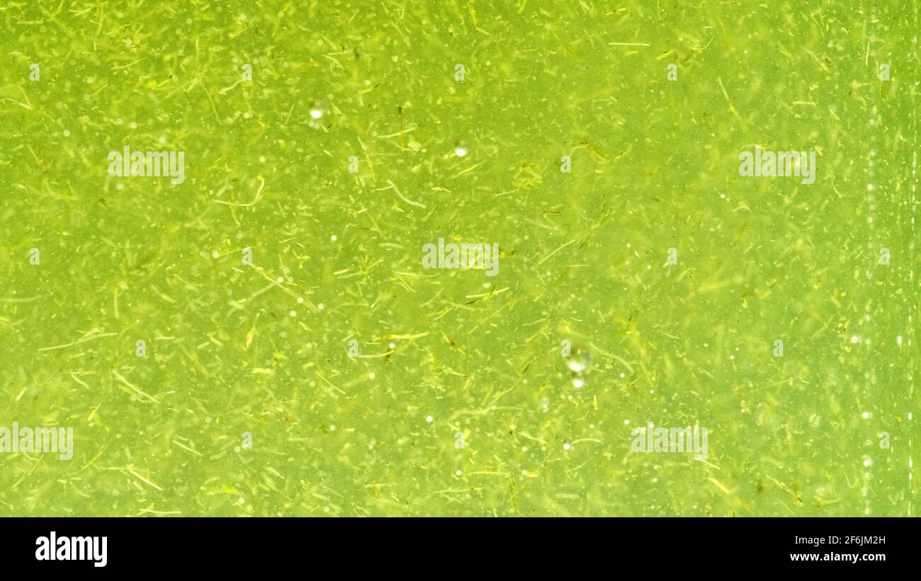 Biological macro background in water particles with large zoom. Ultra ...