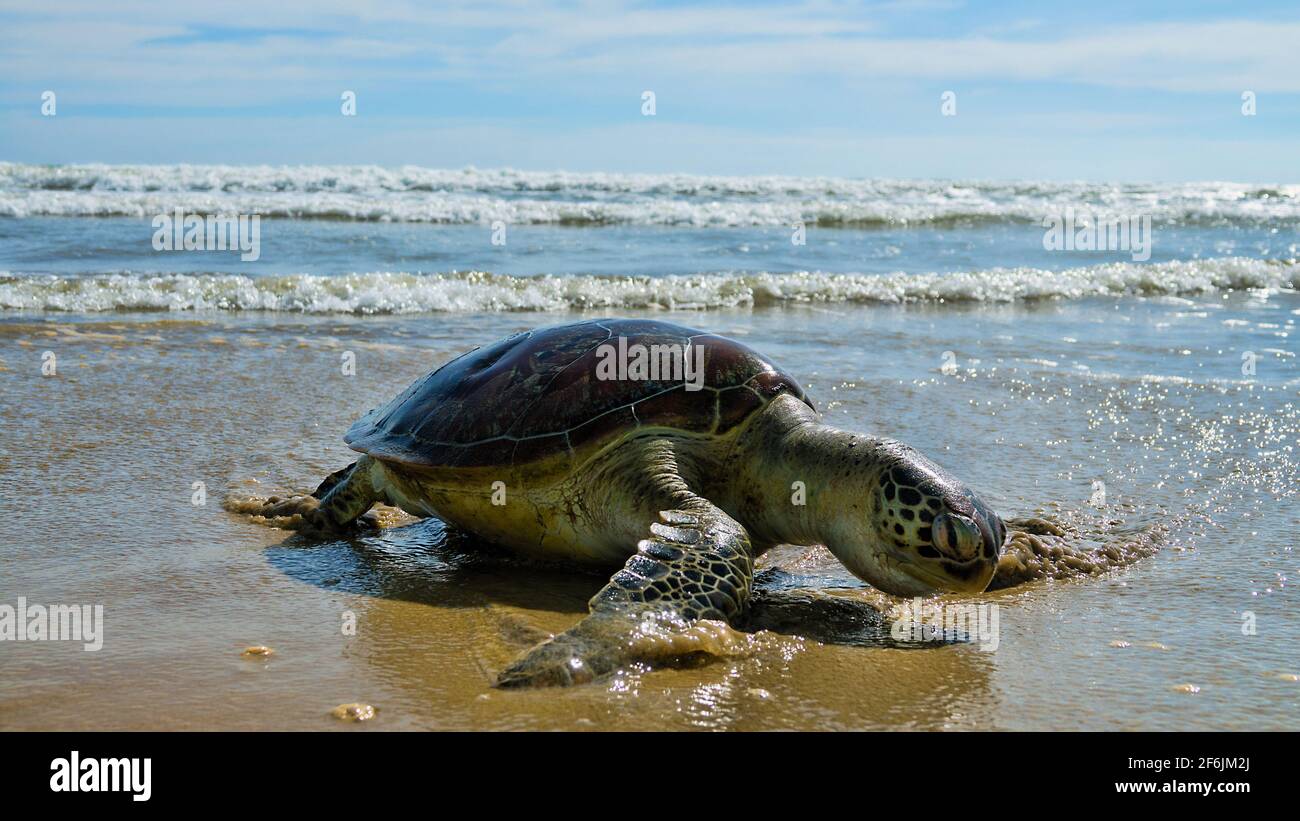 This sea turtle - Loggerhead turtle (Caretta caretta) is dying now as ...