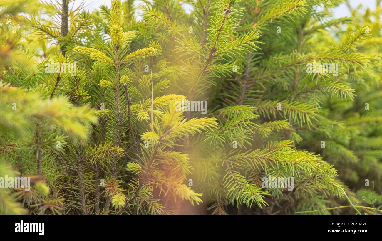Forest nursery for growing spruce seedlings. Eastern Europe forestry ...