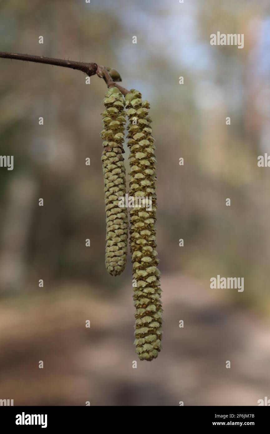 Fragile branch hi-res stock photography and images - Alamy