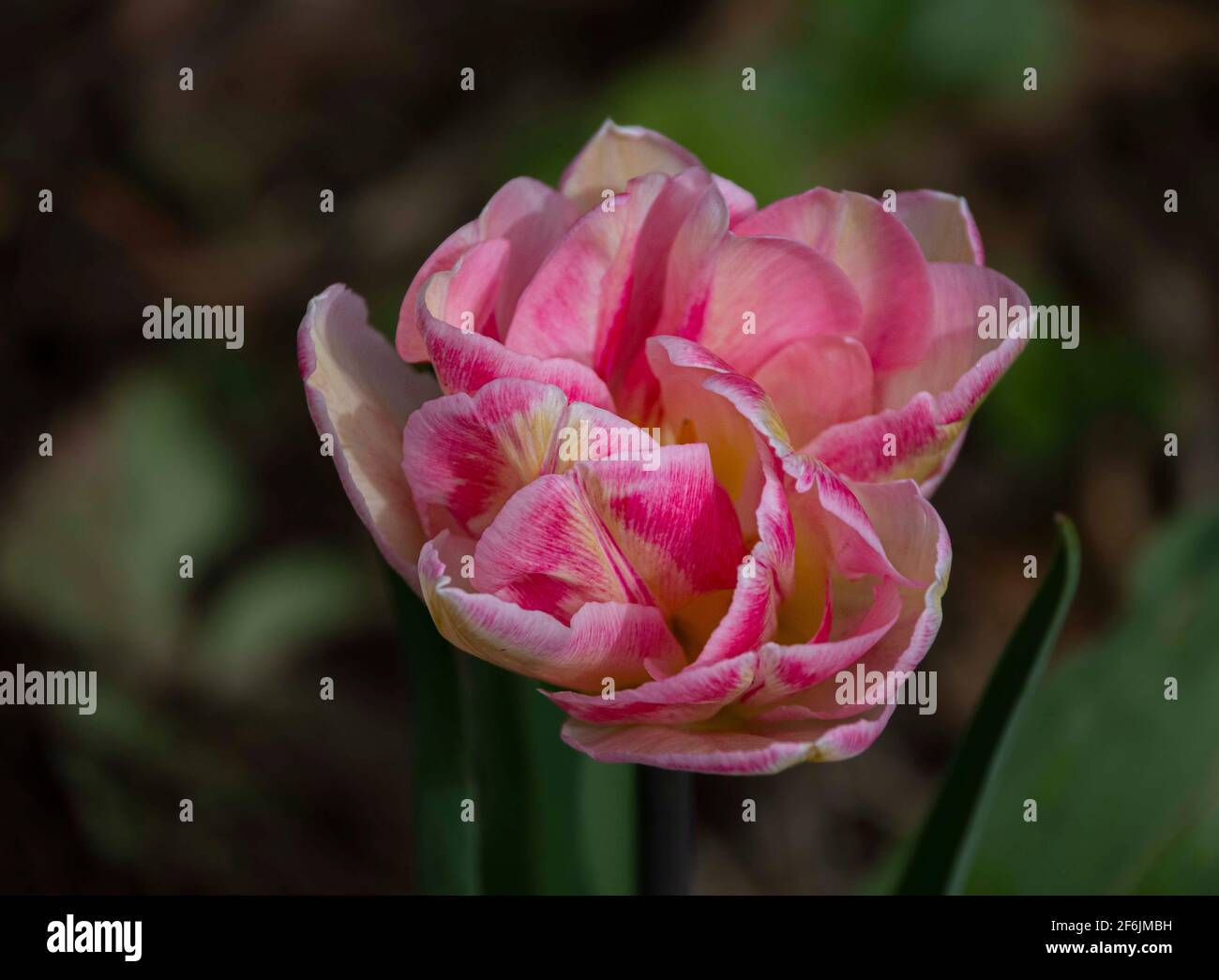 Peach pink double tulip Stock Photo - Alamy