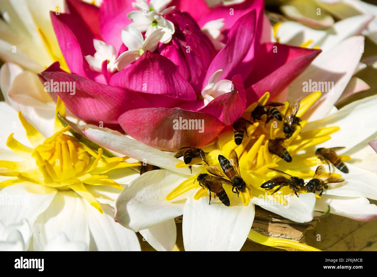 Indian Bee (Giant bee, Apis dorsata) collect pollen (blossom dust) from ...