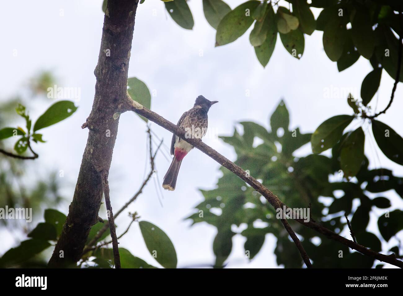 Winter tropical treescape with Red-vented Bulbul (Pycnonotus cafer ...