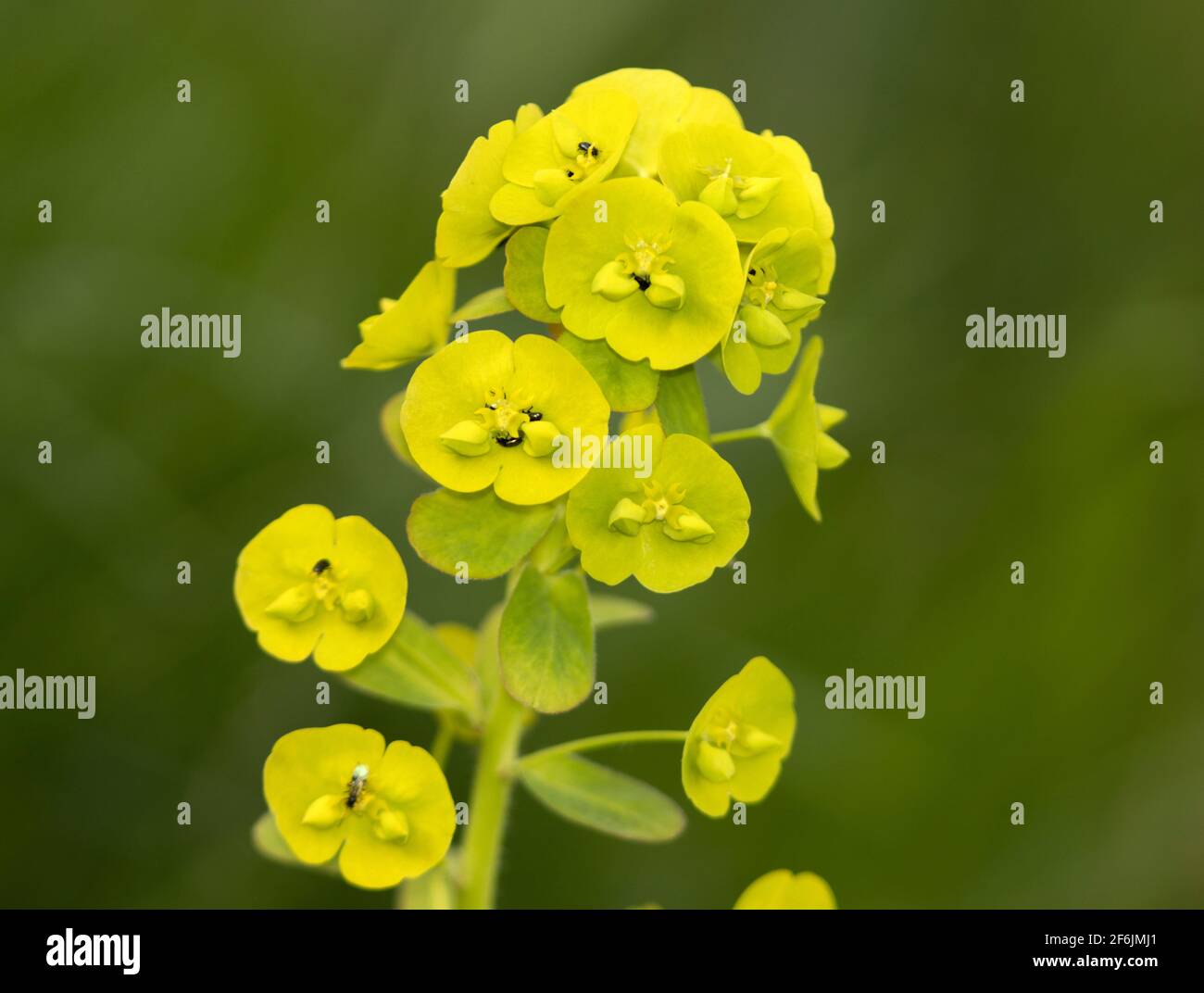 The tiny Pollen Beetle can gather in huge numbers on flowers like this ...
