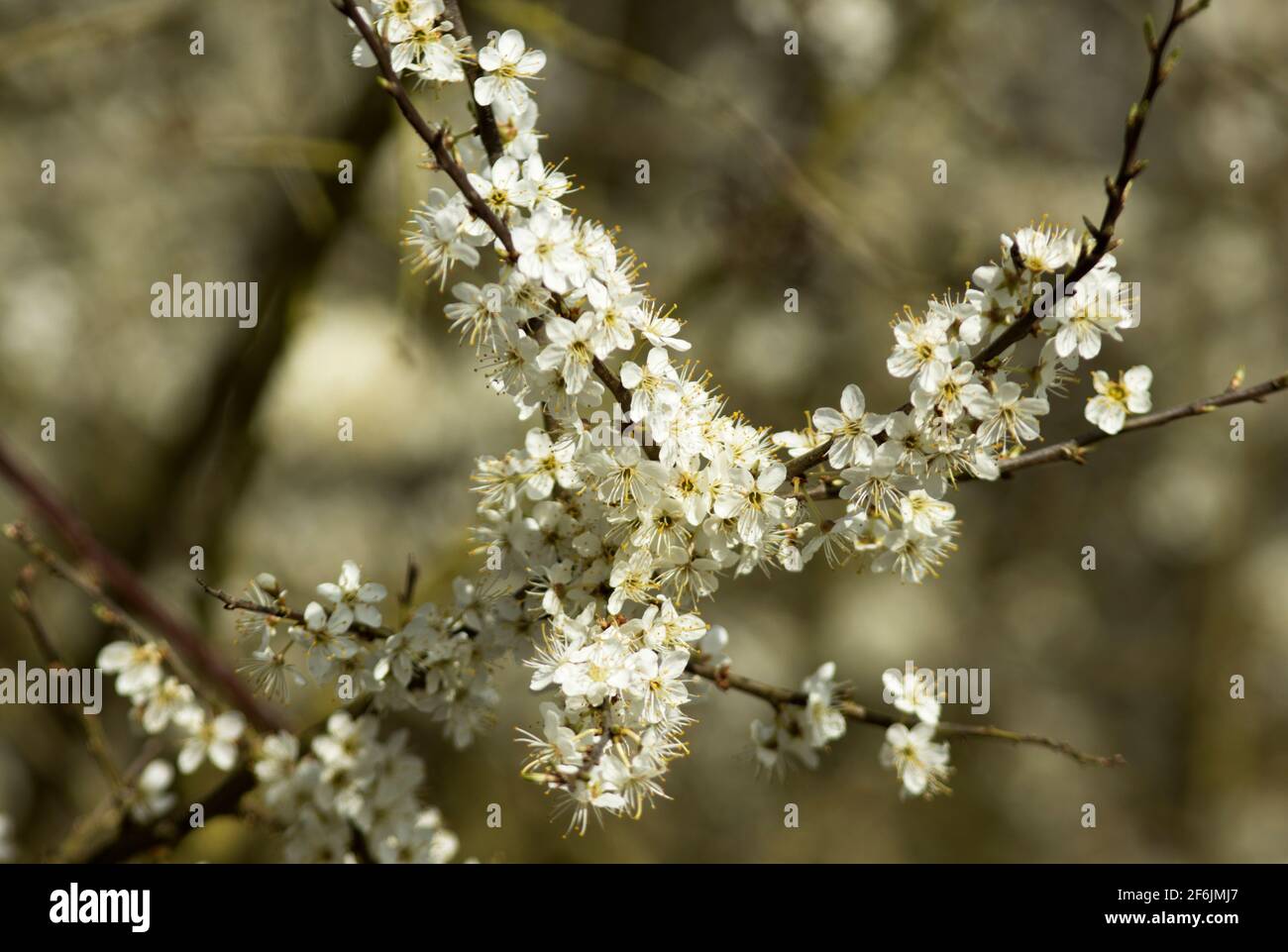 Thorn scrub hi-res stock photography and images - Alamy